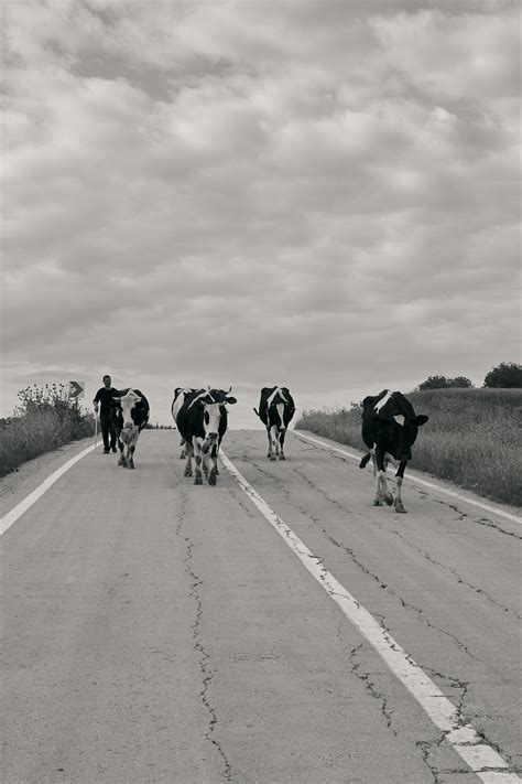 갈대 거친 검정과 녹색 경치 경치가 좋은 고대 나무 고요한 고요함 구름 구름 경치 구름 낀 하늘 구름층