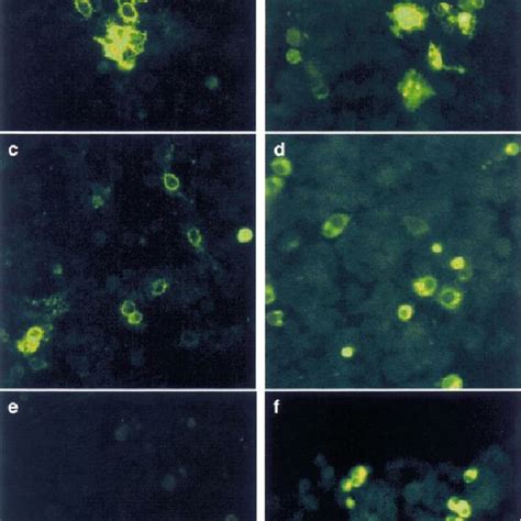 Surface Or Intracellular Immunostaining Of Transiently Transfected