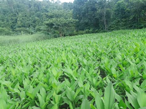 လိပ်သိုမြို့ဒေသတွင် မိုးရာသီကာလ နနွင်းစိုက်ခင်းများ အောင်မြင်ဖြစ်ထွန်း