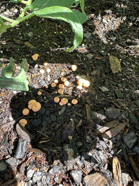 Are These Orange Blobs Anything To Be Worried About Theyre Popping Up Are These Orange Blobs Anything To Be Worried About Theyre Popping Up