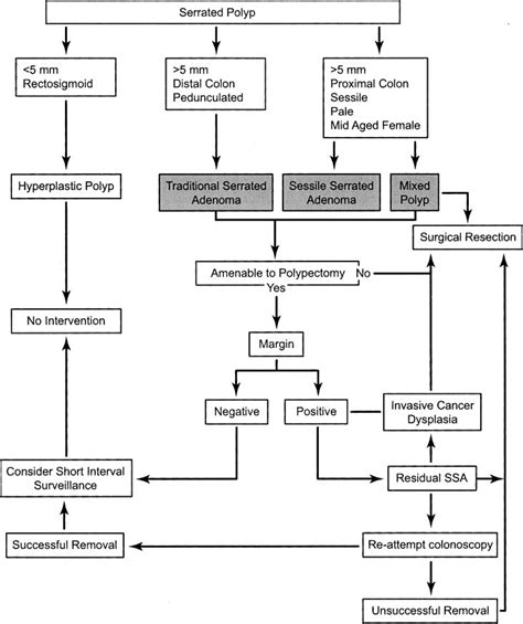 Algorithm Suggesting Possible Management Pathways For Serrated Polyps Download Scientific