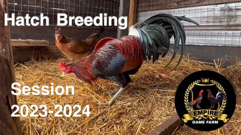 Hatch Pair For Breeding YouTube