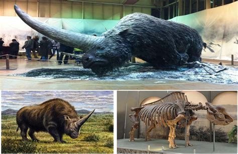 When The Last Siberian Unicorn Lived On Earth Is Revealed Through A Fossilized Skull