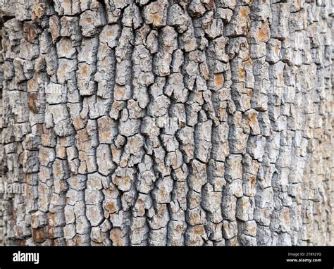 Detail Of A Tree Trunk With A Scaly Bark Texture And Gray And Brown Colors Stock Photo Alamy