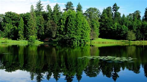 Лето лес озеро 64 фото