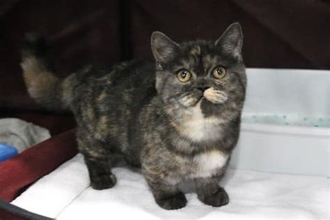 47 Hq Images Persian Munchkin Cat Breeders Blue Persian Cat Cost In