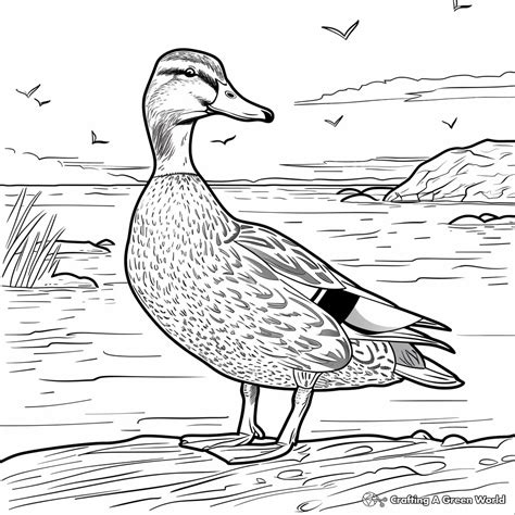 Mallard Duck Coloring Pages Duck Printable