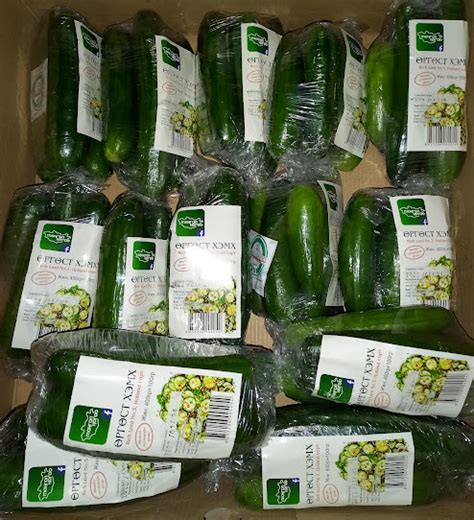 Монгол Шим Home