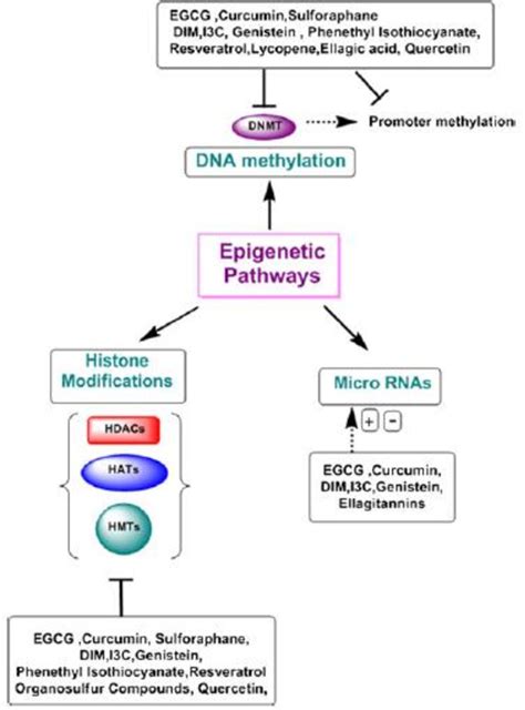 Figure 1 From Cancer Prevention By Epigenetic Modulation Of