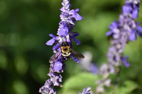 Bumblebee Bee Flower Free Photo On Pixabay Pixabay