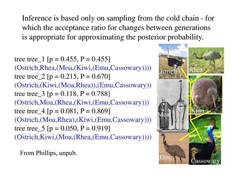 Ppt Lecture 6 Bayesian Inference And Molecular Dating Powerpoint Presentation Id 2995128