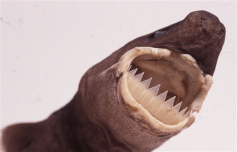 Cookie Cutter Shark 10 Biting Facts About The Sneaky Parasite