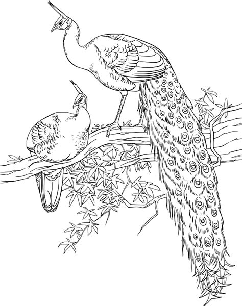 Peacocks On Branch Free Vector Silhouettes On