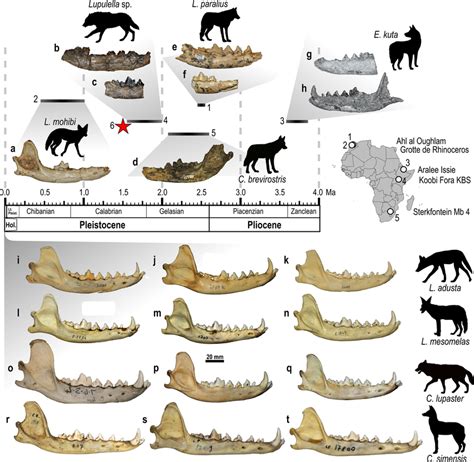 Buccal Morphology Of Different Plio Pleistocene And Extant African