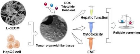 使用肝脱细胞细胞外基质支架构建肿瘤类器官样组织以进行可靠的药物筛选 Acs Omega X Mol