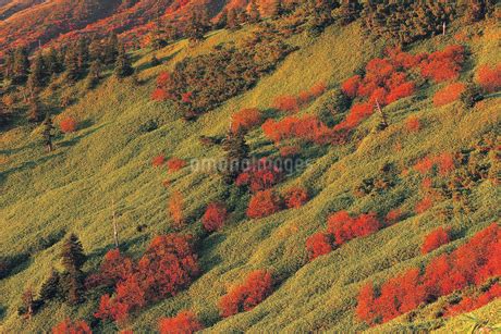 10月 渋峠からみた芳ヶ平湿原の紅葉の写真素材 FYI04587064 ストックフォトの Qlean Marketキュリンマーケット