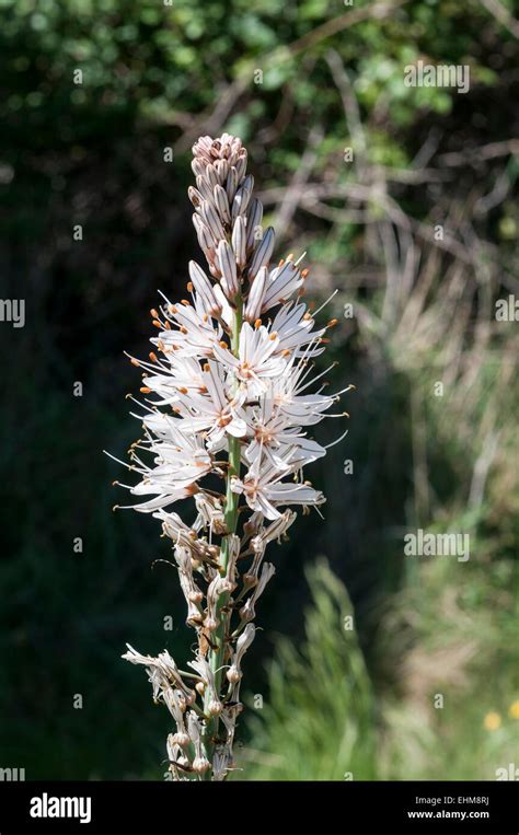 Flowers Of White Asphodel Asphodelus Albus Photo Taken In Guadarrama
