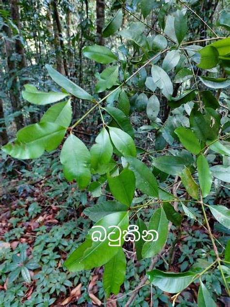 බටු කීන Trees Of Sri Lanka ලංකාවේ ශාක Facebook
