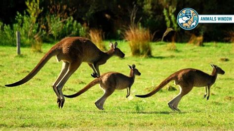 How Strong Are Kangaroos All Facts You Need To Know