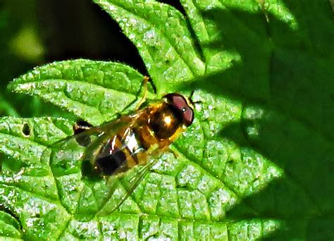 Epistrophe Eligans Img0249 North Cave Wetlands10th Apri Flickr