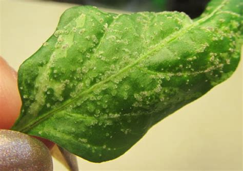 Болезни комнатных растений по листьям Фото лечение и название