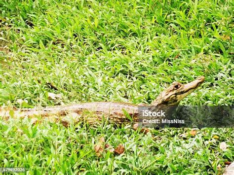 Caman 01 Foto Stok Unduh Gambar Sekarang 2015 Alam Aligator Istock