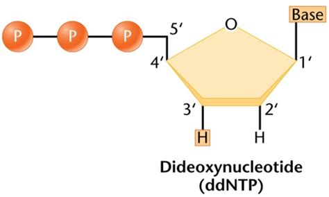 Genetics And Molecular Biology 4bby1070 Lecture 8 Flashcards Quizlet