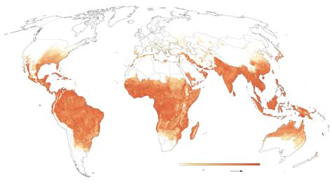 How Dengue A Deadly Mosquito Borne Disease Could Spread In A Warming