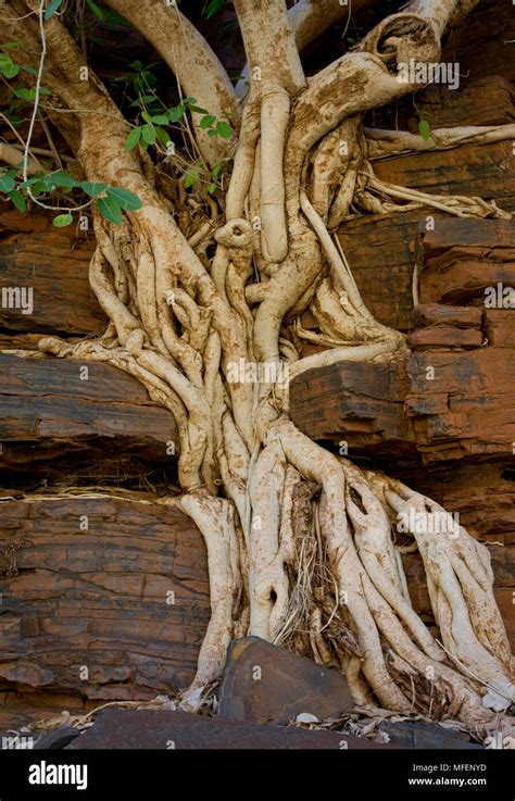 Fig Tree Ficus Spp The Roots Of This Fig Stradle A Cliff Face Knox