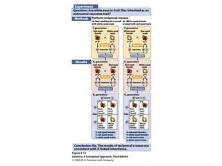 Sexdetermination Ppt