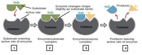 Label The Following Diagram Catalase H2O2 H2O O2 Then Write A Caption Description Of What