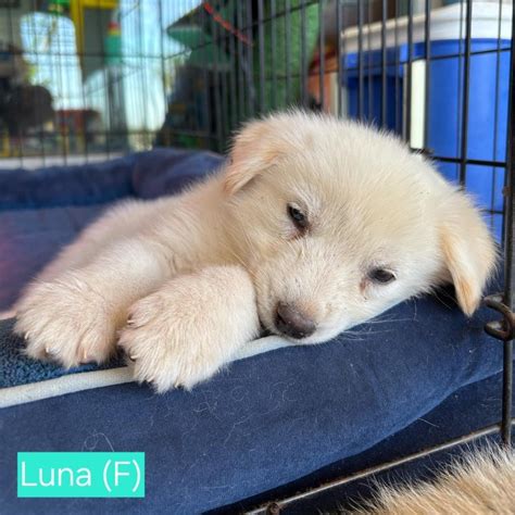 Adopt Luna Today Find Paw Pal
