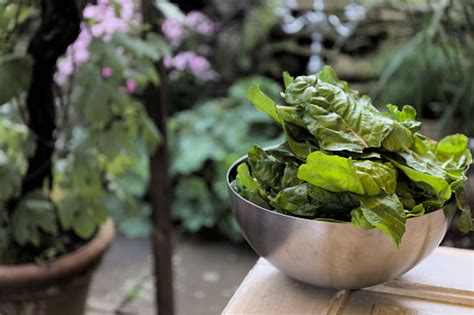 정원의 테이블 위에 놓인 신선하고 생생한 스위스 근대 또는 시금치 한 그릇 보케 배경입니다 건강한 생활방식에 대한 스톡 사진 및