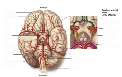 Brain Arteries Diagram Quizlet