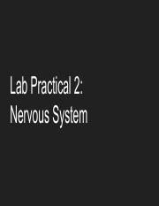 Lab Practical 2 Nervous System Pdf Lab Practical 2 Nervous System Cat Nerves Musculocutaneous