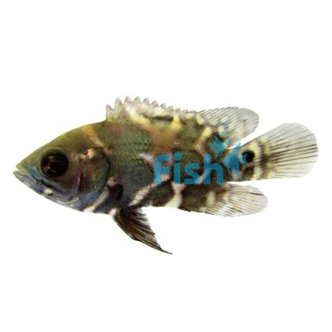 Oscar 5cm Delivered To Your Door In Australia