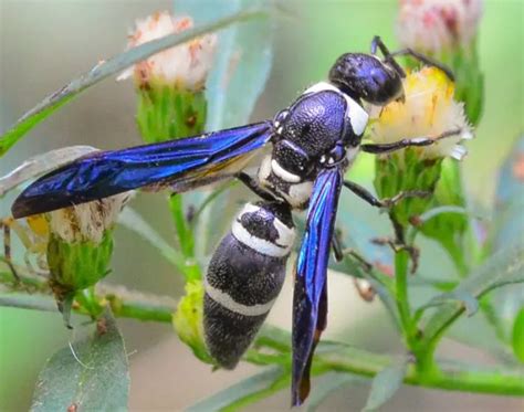 17 Black With White Striped Wasps Pictures And Identification