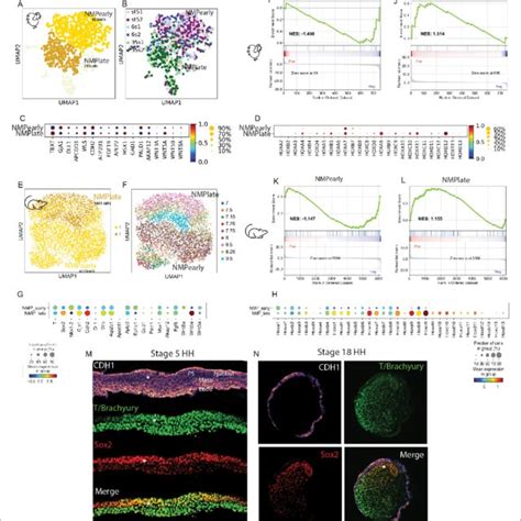Downregulation Of Neuromesodermal Progenitors Nmps Epithelial Download Scientific Diagram