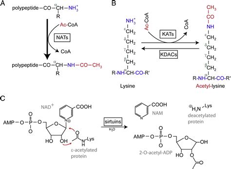 Brief Introduction Of Protein Acetylation Creative Proteomics Blog