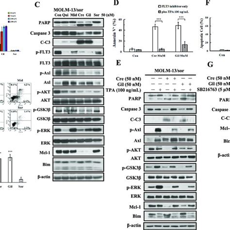 Apoptosis Induction And Protein Regulation Of Flt3 Itd Inhibitors In Download Scientific