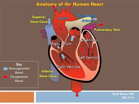 Ppt Pulmonary Artery Powerpoint Presentation Free Download Id5222600