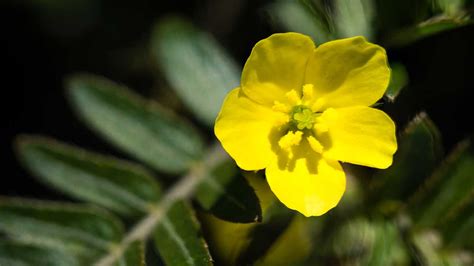 Does Tribulus Terrestris Really Work An Evidence Based Look