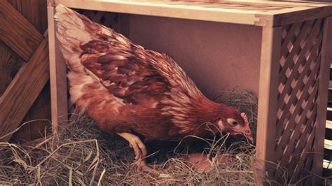Do Chickens Need Separate Nesting Boxes At Edward Varley Blog
