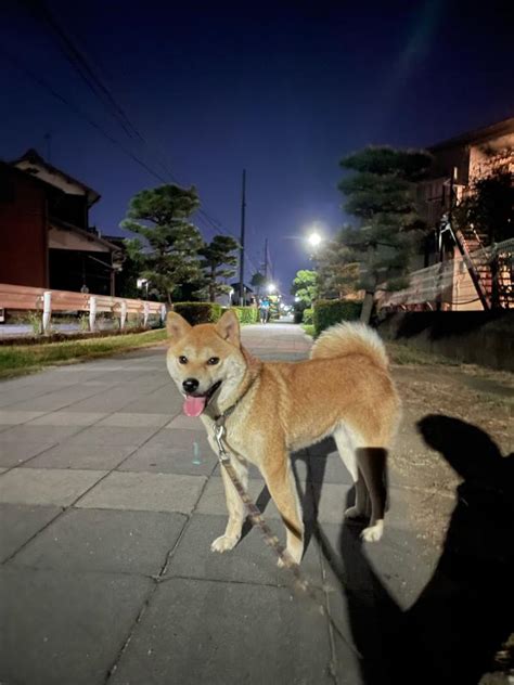 兵庫県加古川市で柴犬迷子 柴犬虎哲の部屋