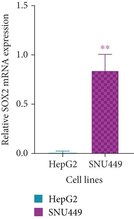 Sox2 Mrna And Protein Expression In Hepg2 And Snu449 Using Rt Pcr And