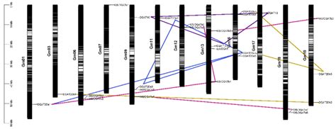 Chromosomal Localization And Collinearity Analyses Of Gmdgat Genes