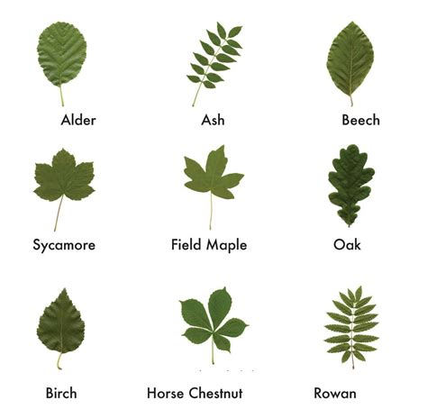 British Trees Leaves Identification