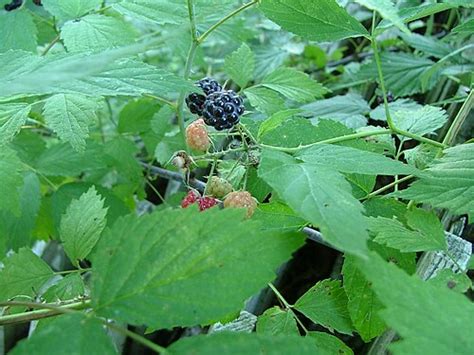 Rubus Occidentalis Wikipedia Bahasa Indonesia Ensiklopedia Bebas