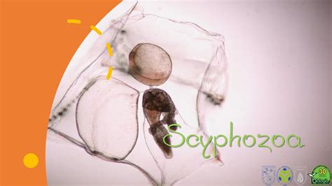 Scyphozoa Youtube