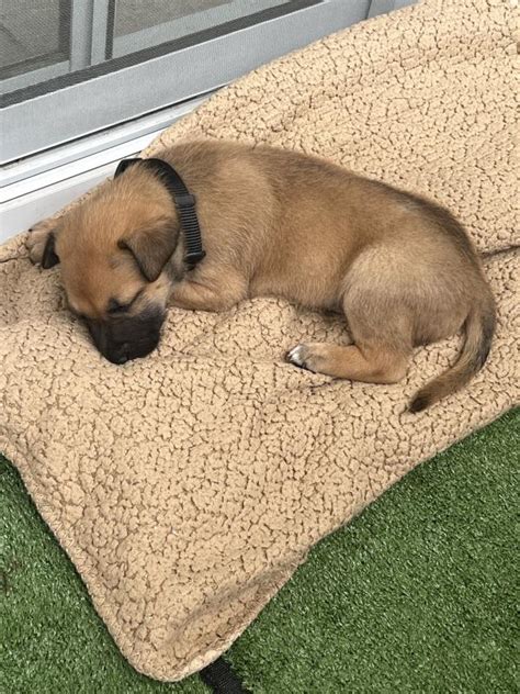 כלבים גור רועה בלגי מעורב עם מודעה 1245057